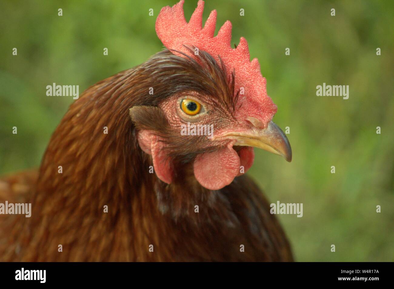 Rhode island red hen Banque de photographies et d’images à haute ...