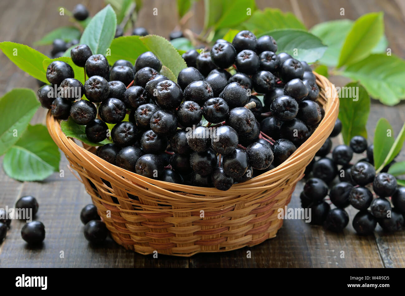 Aronia melanocarpa Banque de photographies et d’images à haute ...