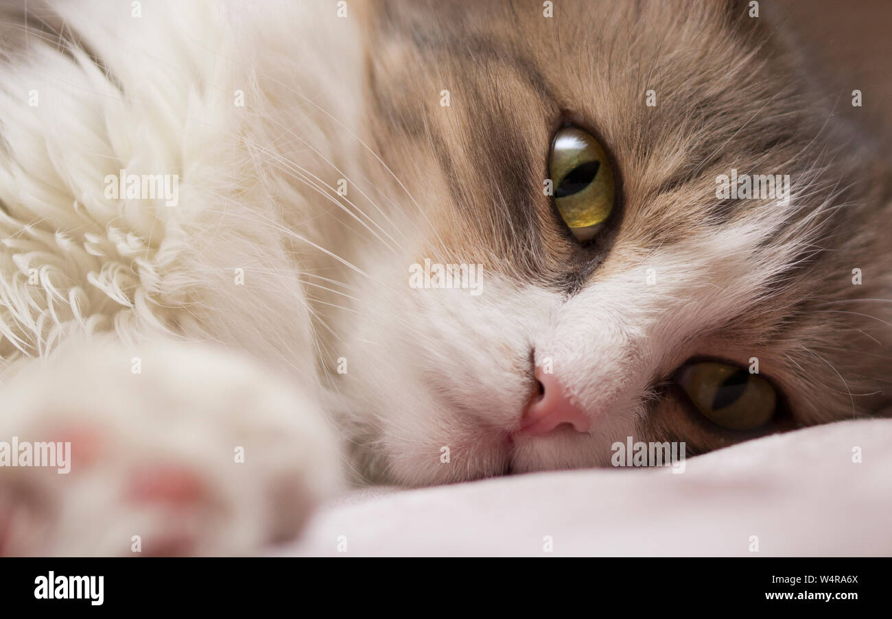 Sad cat Banque de photographies et d’images à haute résolution - Alamy