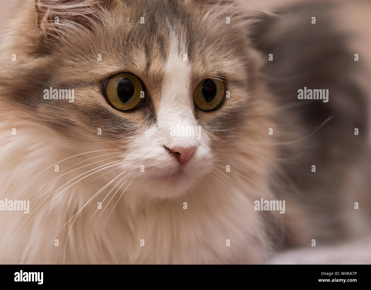 Chat triste Banque de photographies et d’images à haute résolution - Alamy