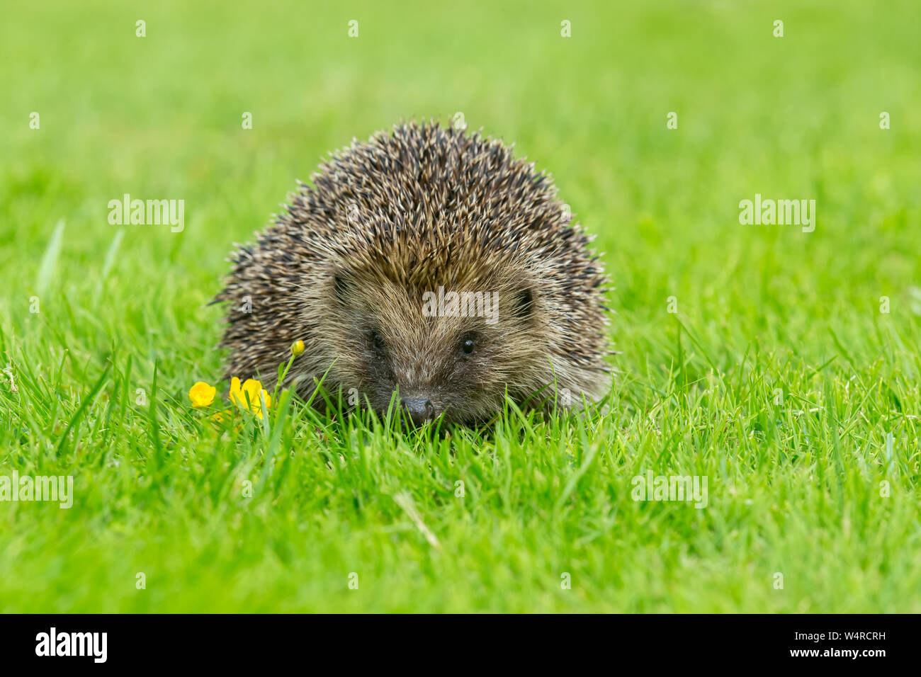 Hérisson En Fleurs D'été Photos & Hérisson En Fleurs D'été Images - Alamy