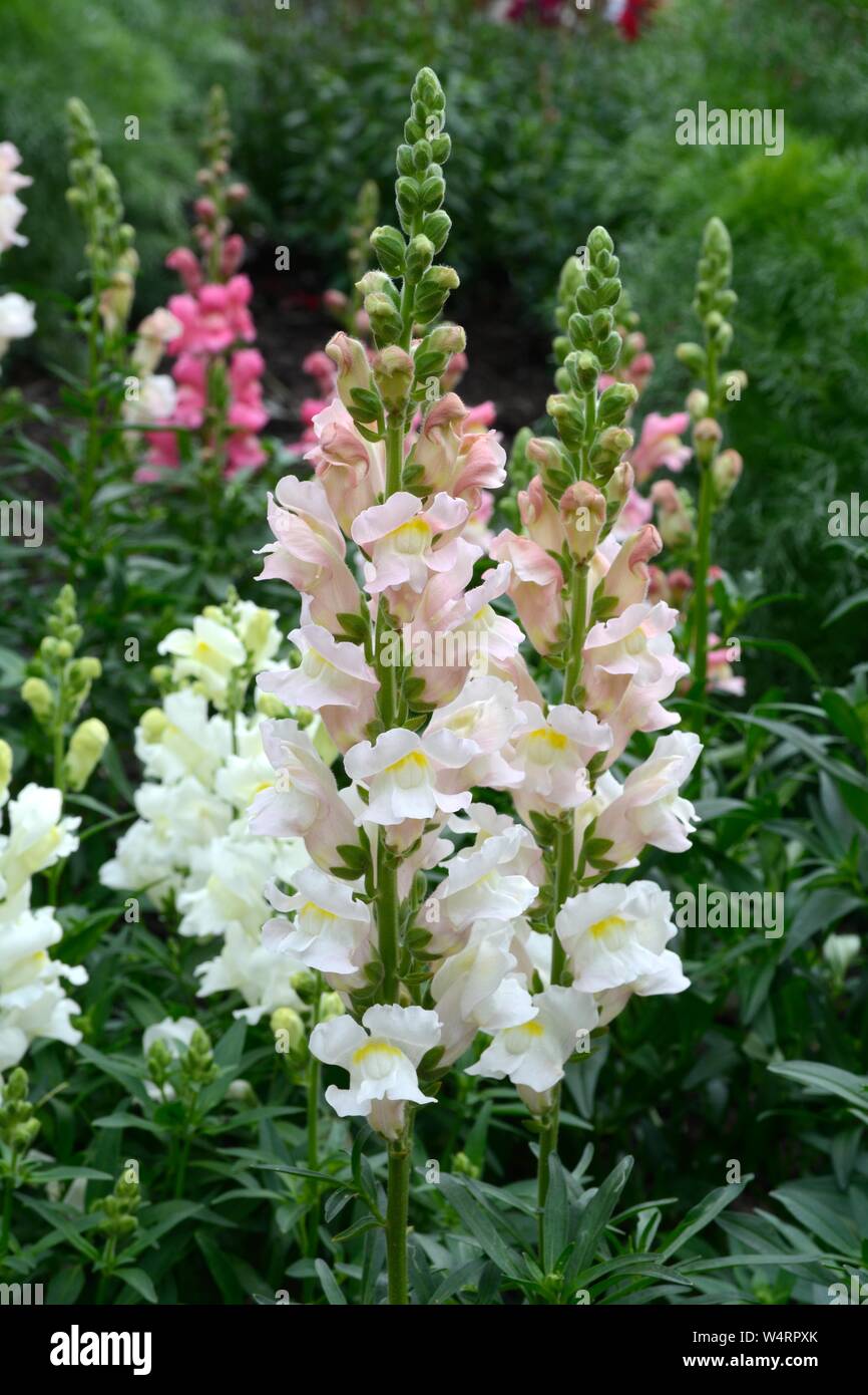 Antirrhinium majus Banque de photographies et d’images à haute ...