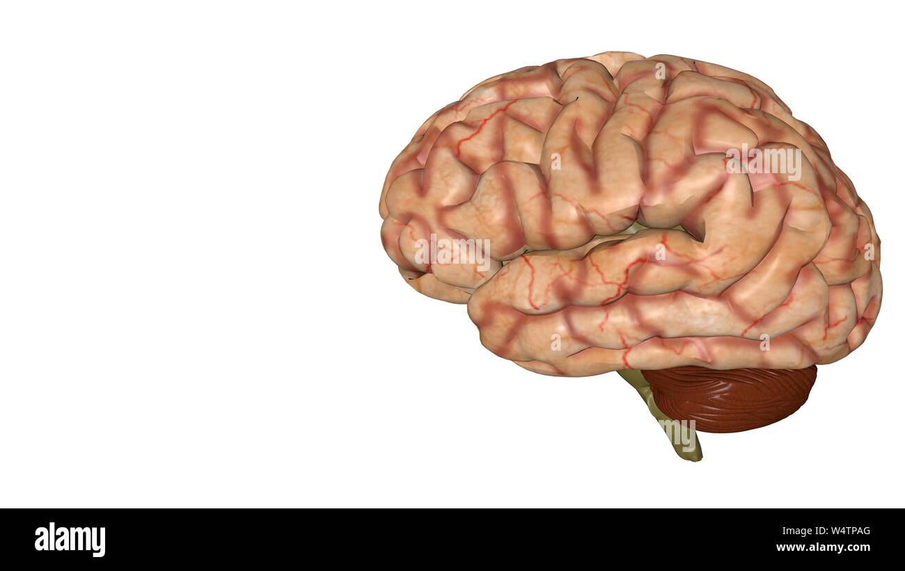 Cerveau humain isolé sur un fond de couleur. Modèle 3D anatomique du ...