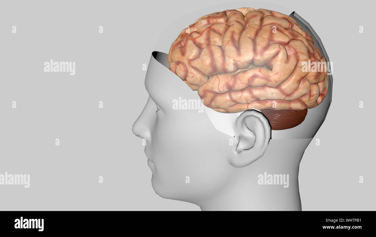 Cerveau humain isolé sur un fond de couleur. Modèle 3D anatomique du ...