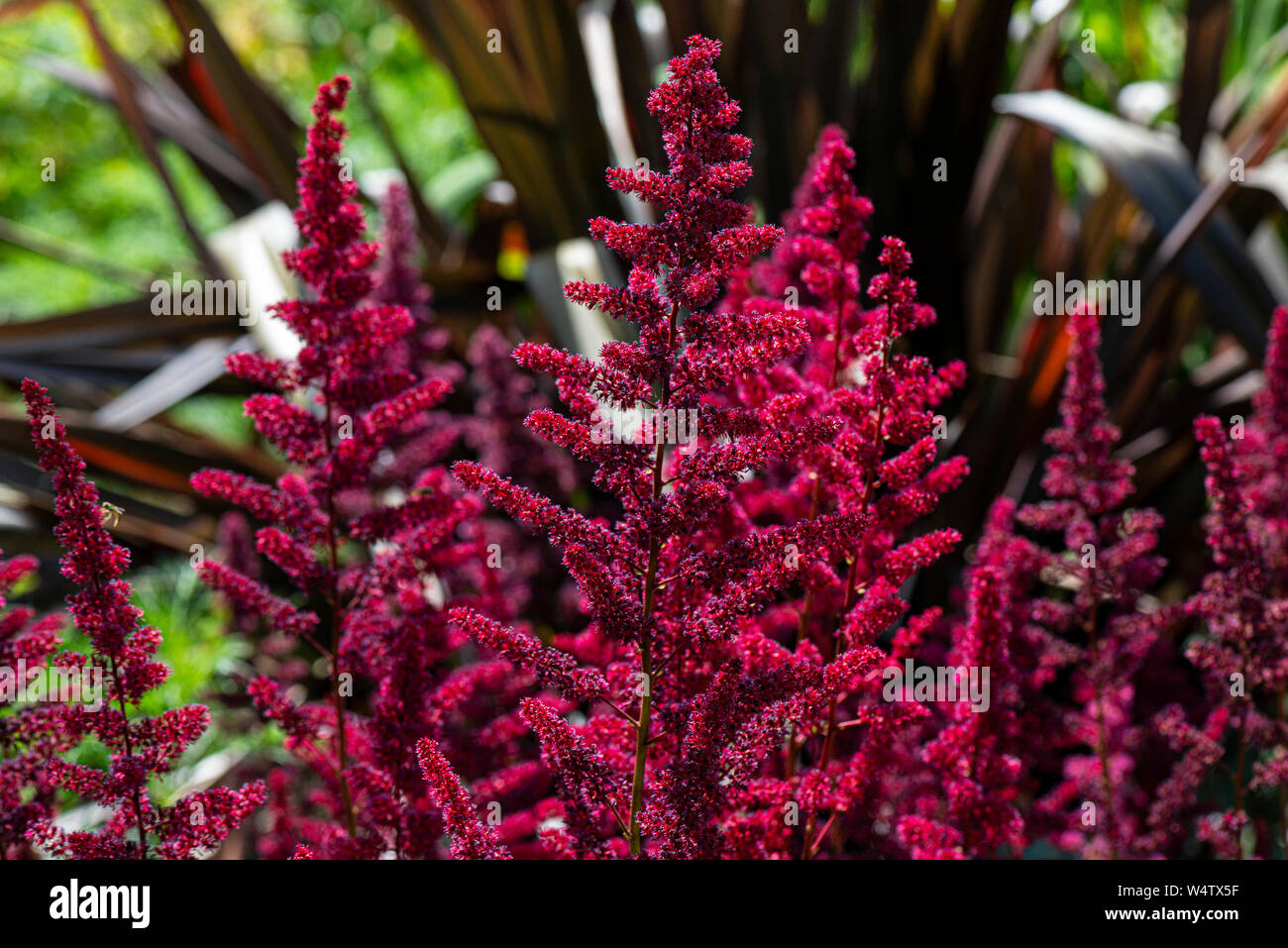 Astilbe rouge Banque de photographies et d’images à haute résolution ...