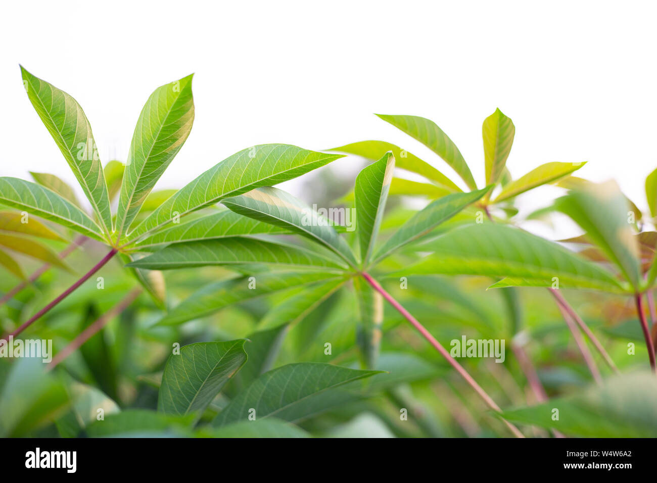 Champ de manioc ou de tapioca, l'usine d'aliments tropicaux Photo Stock ...