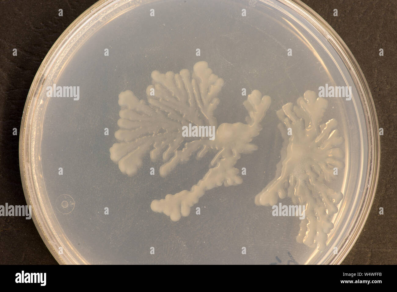 Colonie de bactéries du sol sur une plaque de gélose avec formulaire ...