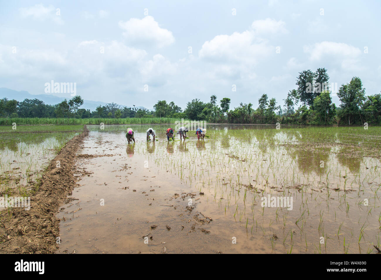 Groupe d'agriculteurs à préparer le repiquage du riz ou de jeunes ...