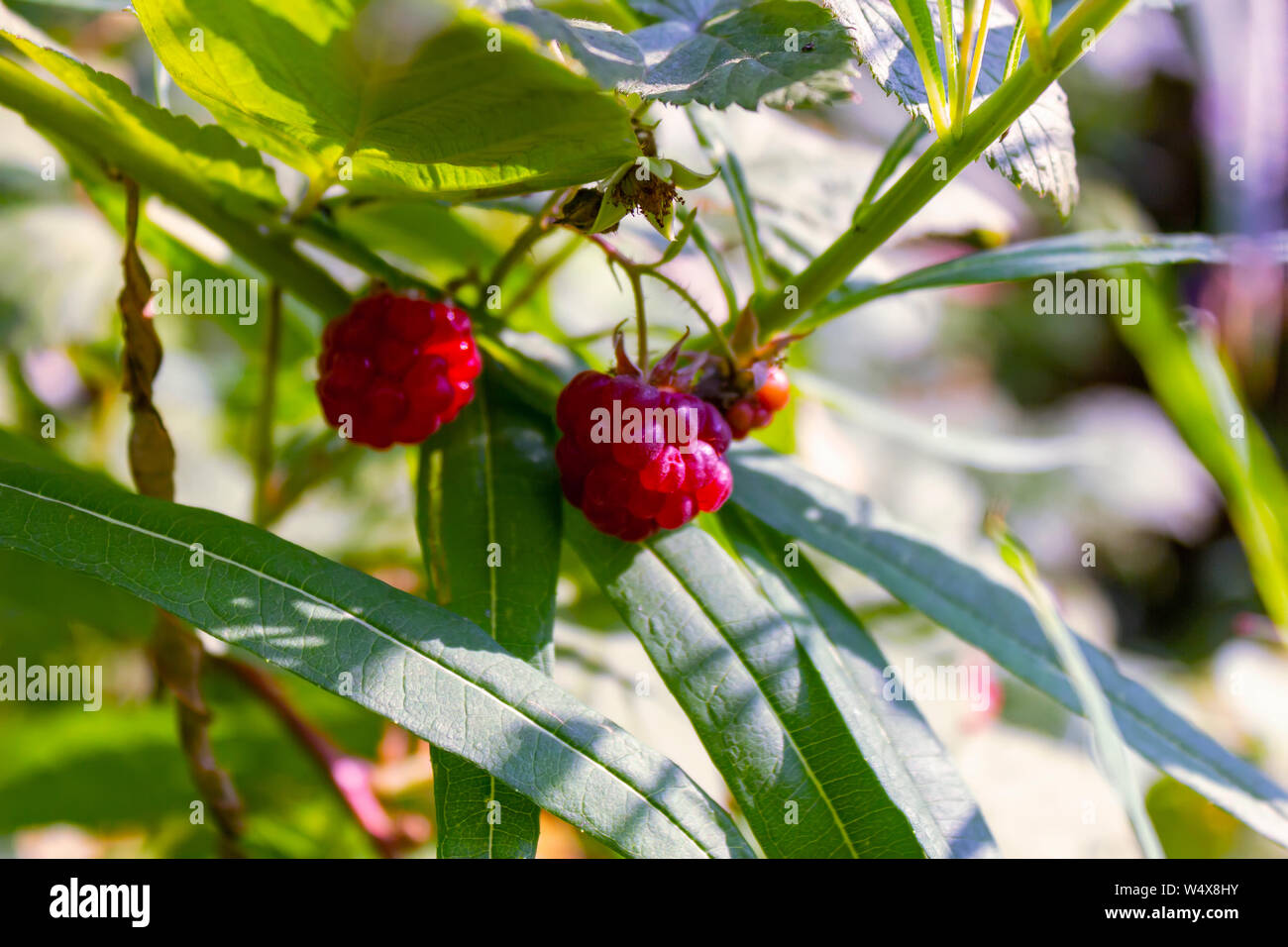 Petits fruits framboise rouge accrocher sur les branches. Plantation du ...
