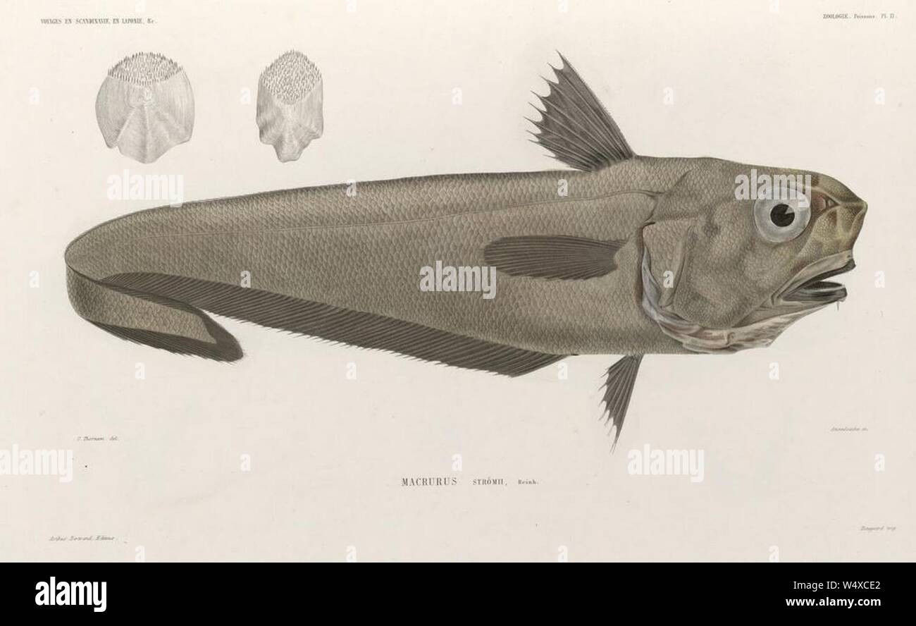 Coryphaenoides rupestris Banque de photographies et d’images à haute ...