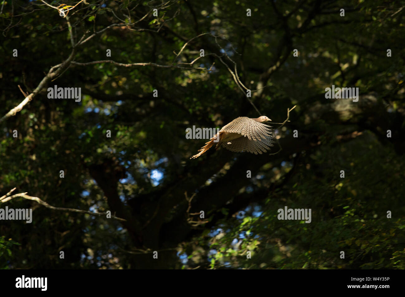 Faisan poule vole dans les zones sombres dans les bois au cours d'un ...