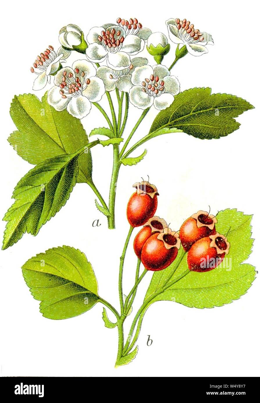 Crataegus sp Banque de photographies et d’images à haute résolution - Alamy