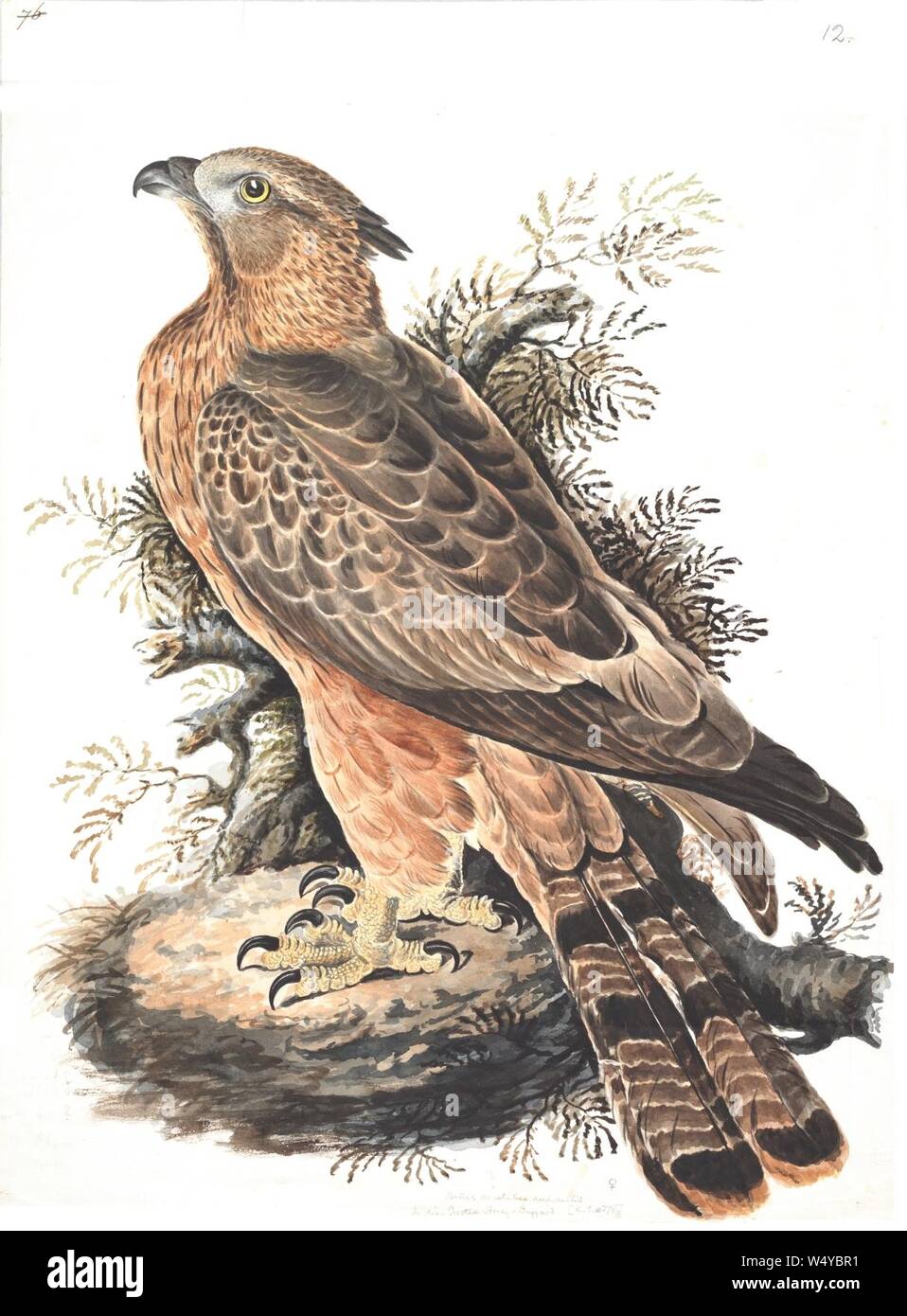 Gwillim Banque de photographies et d’images à haute résolution - Alamy