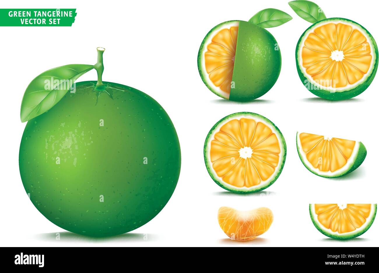 La mandarine verte Bigaradier Fruit mûr vecteur 3D réaliste jeu ...