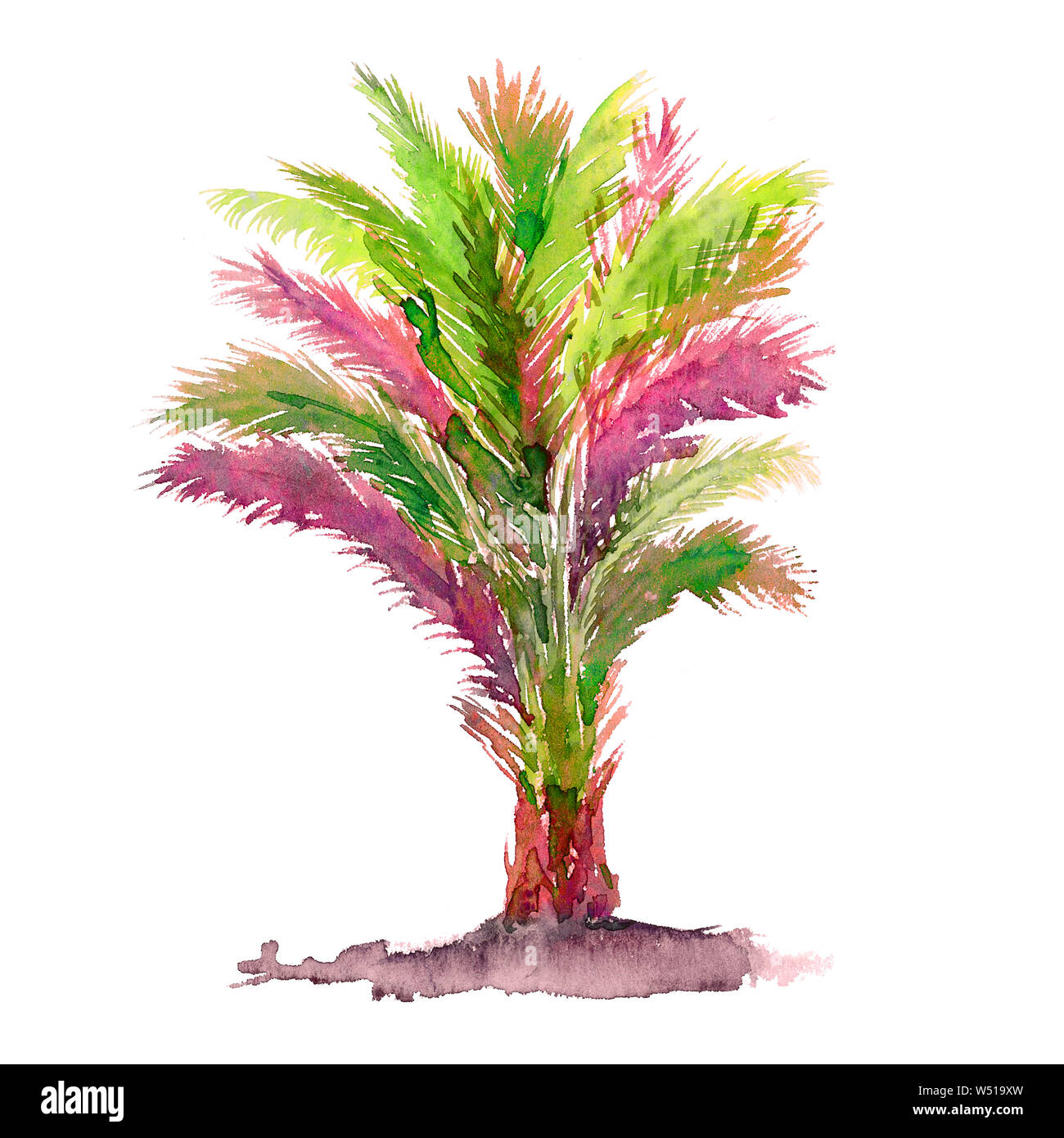 Areca palm dypsis lutescens Banque de photographies et d’images à haute ...