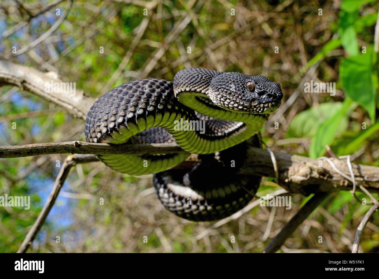 Mangrove pit viper Banque de photographies et d’images à haute ...
