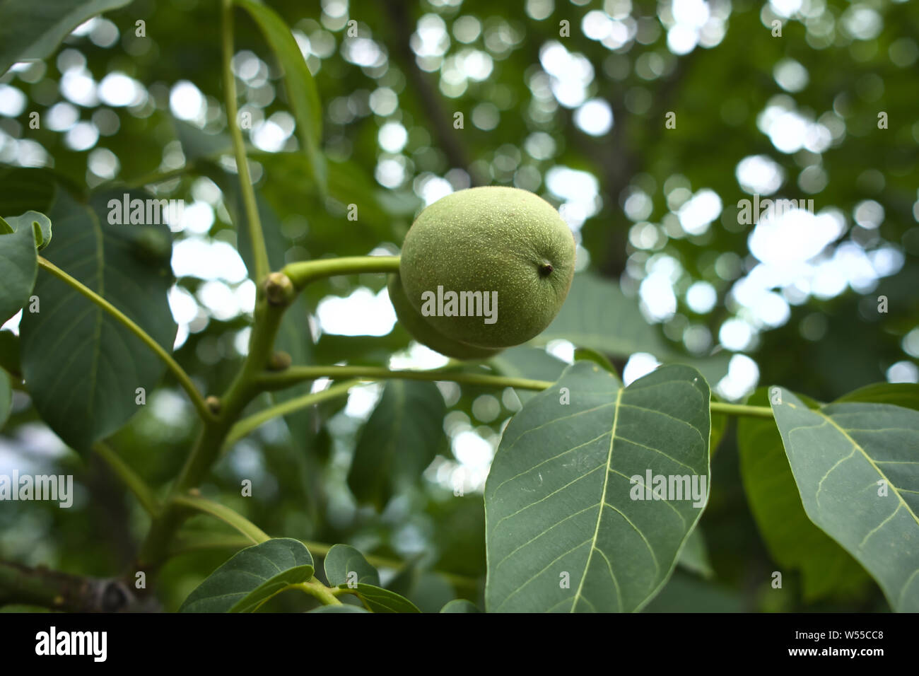 Noix qui poussent sur un arbre Banque de photographies et d’images à ...