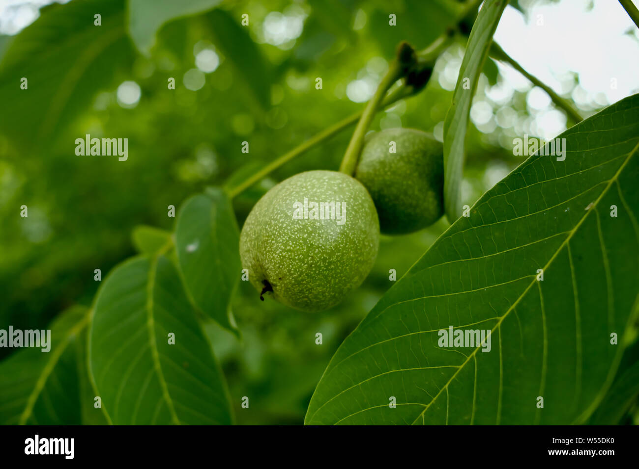 Noix qui poussent sur un arbre Banque de photographies et d’images à ...