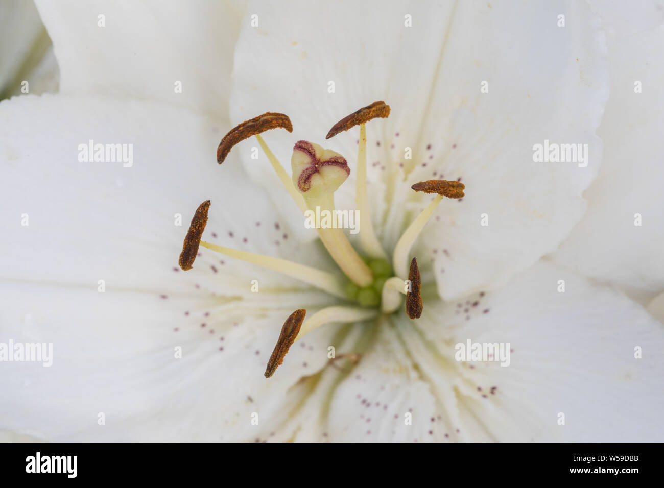 Lys macro Banque de photographies et d’images à haute résolution - Alamy