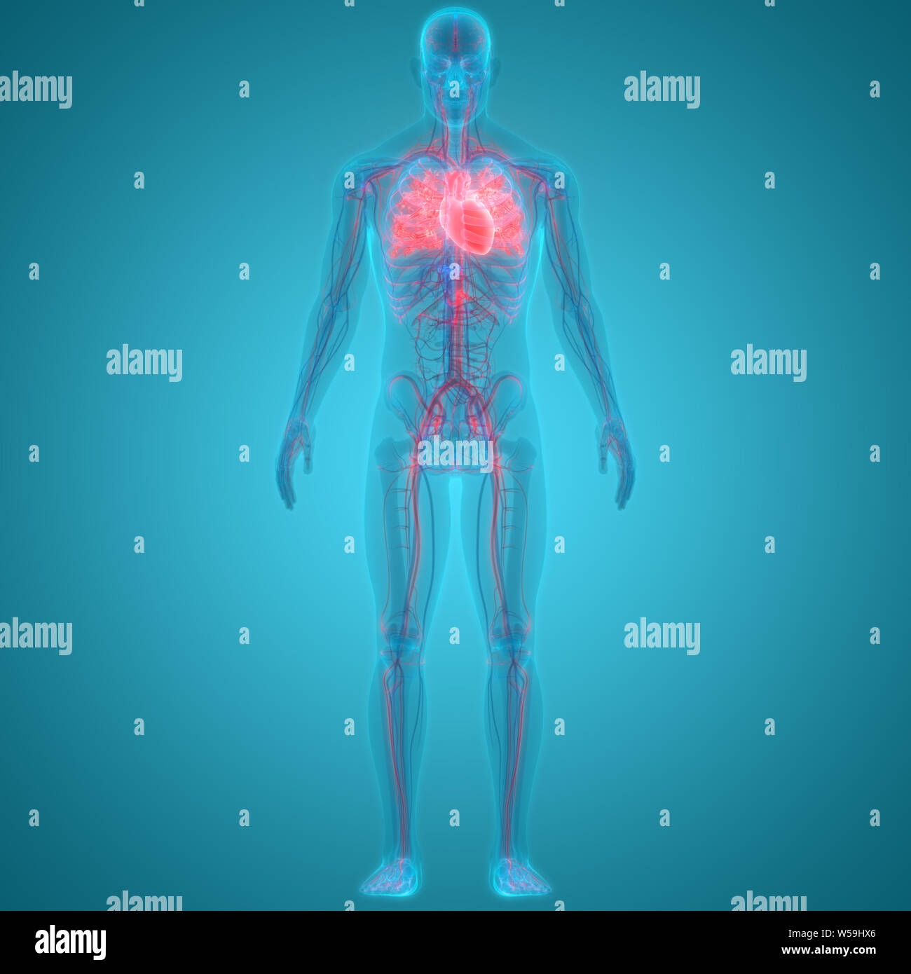 Système circulatoire humain Banque de photographies et d’images à haute ...