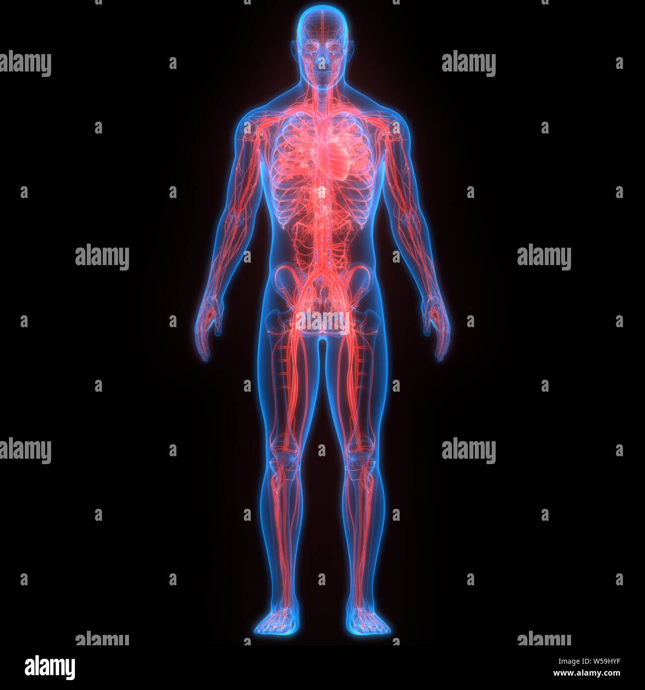 Les droits de l'appareil circulatoire avec l'anatomie cardiaque Photo ...