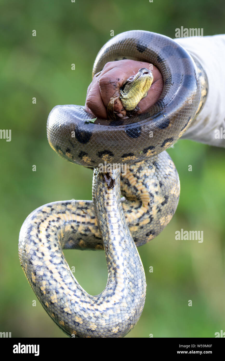Serpent Anaconda avec naturaliste (Eunectes murinus) dans l'Amazonie ...