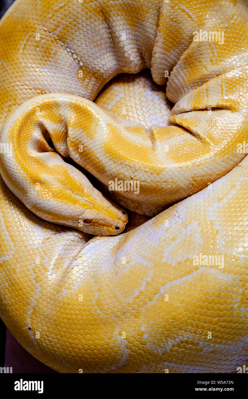 Albino yellow python Banque de photographies et d’images à haute ...