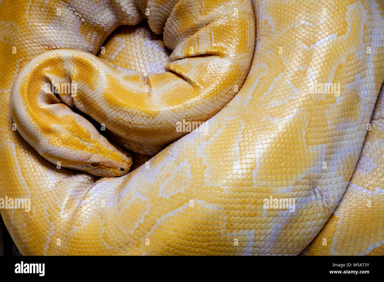 Zoo philippin Banque de photographies et d’images à haute résolution ...