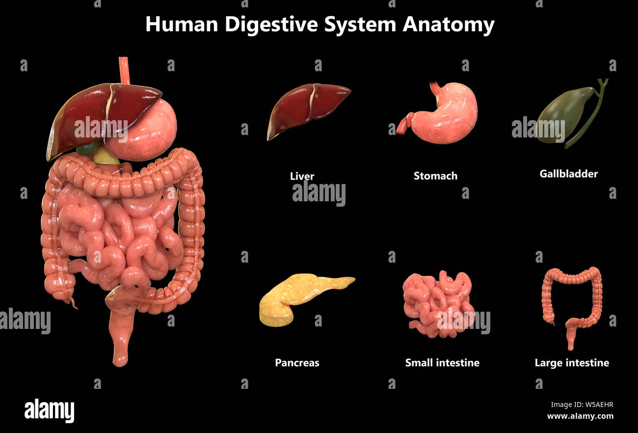 Anatomie du système digestif humain Photo Stock - Alamy