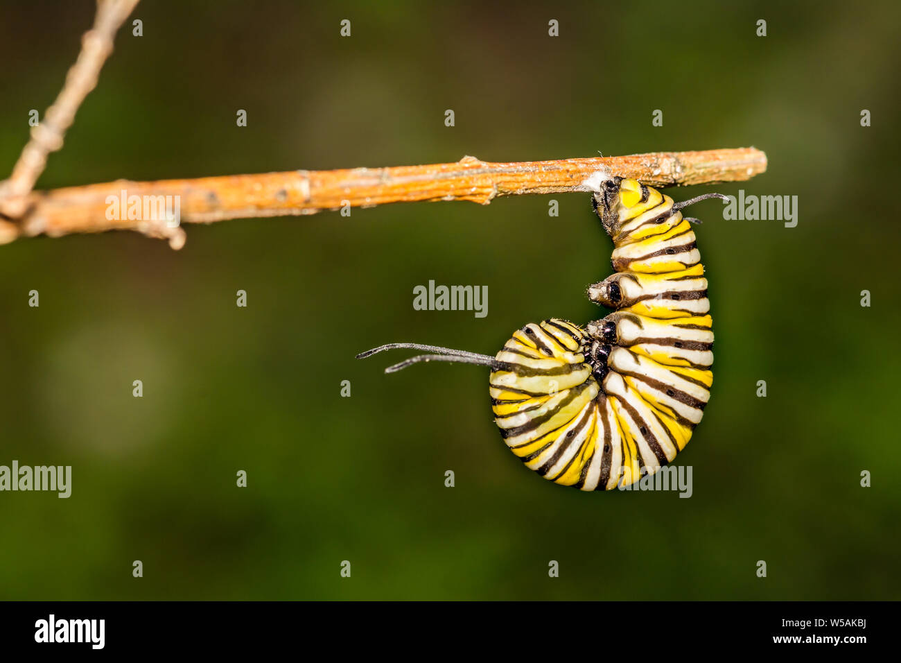 Chenille du monarque en nymphose Banque de photographies et d’images à ...