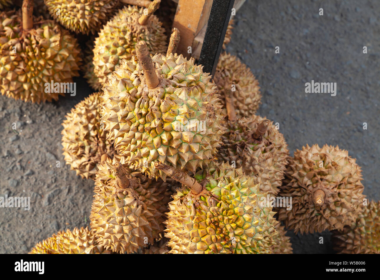 Arbre durian avec des fruits Banque de photographies et d’images à ...
