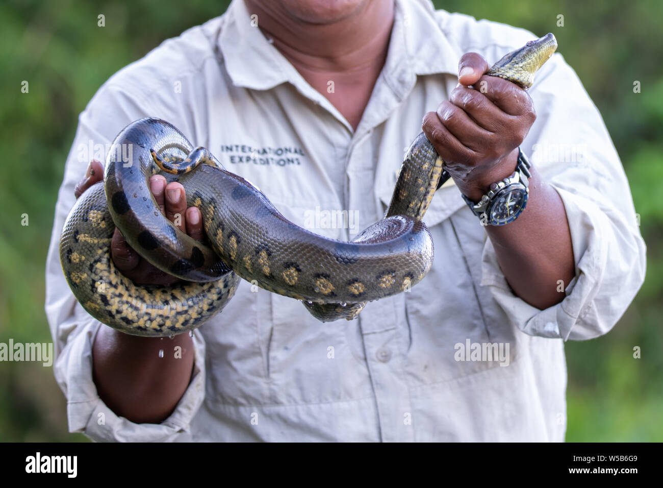 Avec naturaliste (serpent anaconda vert Eunectes murinus) dans l ...