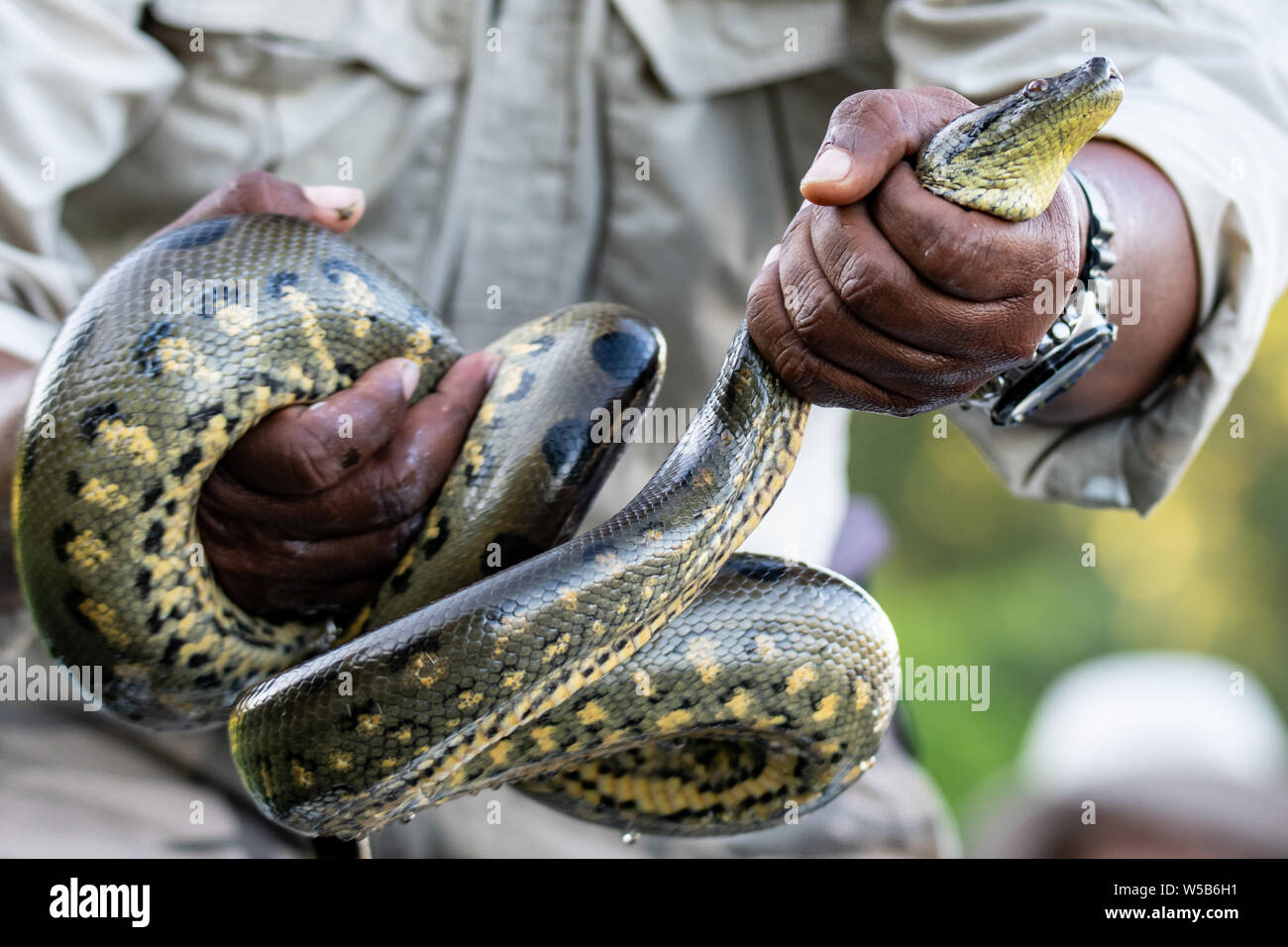 Anaconda amazon Banque de photographies et d’images à haute résolution ...