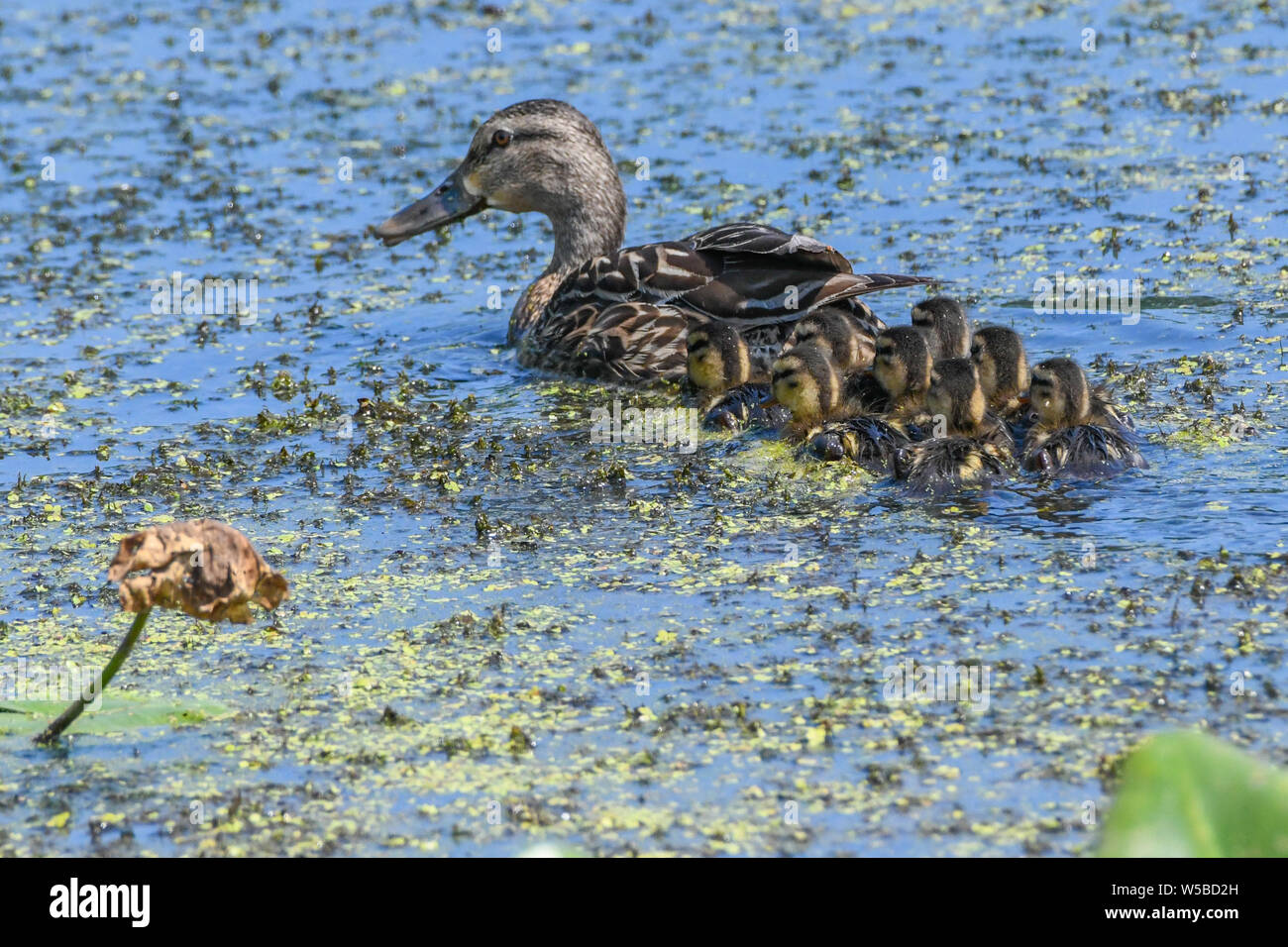 Les canetons à John Heinz - mignon bébé canards nagent dans un marais ...