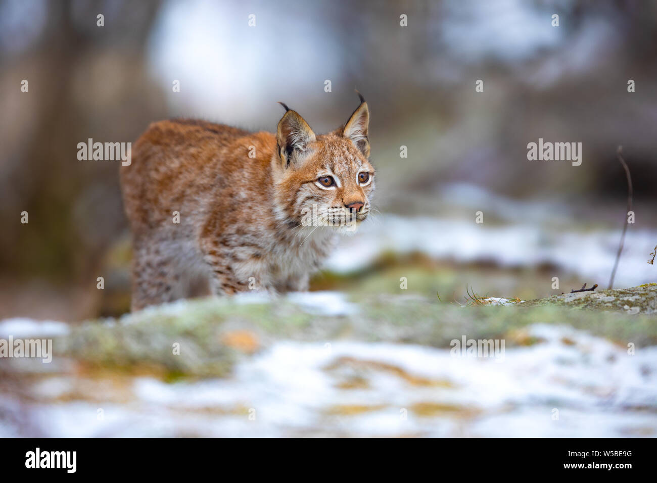 Lynx hunting Banque de photographies et d’images à haute résolution - Alamy