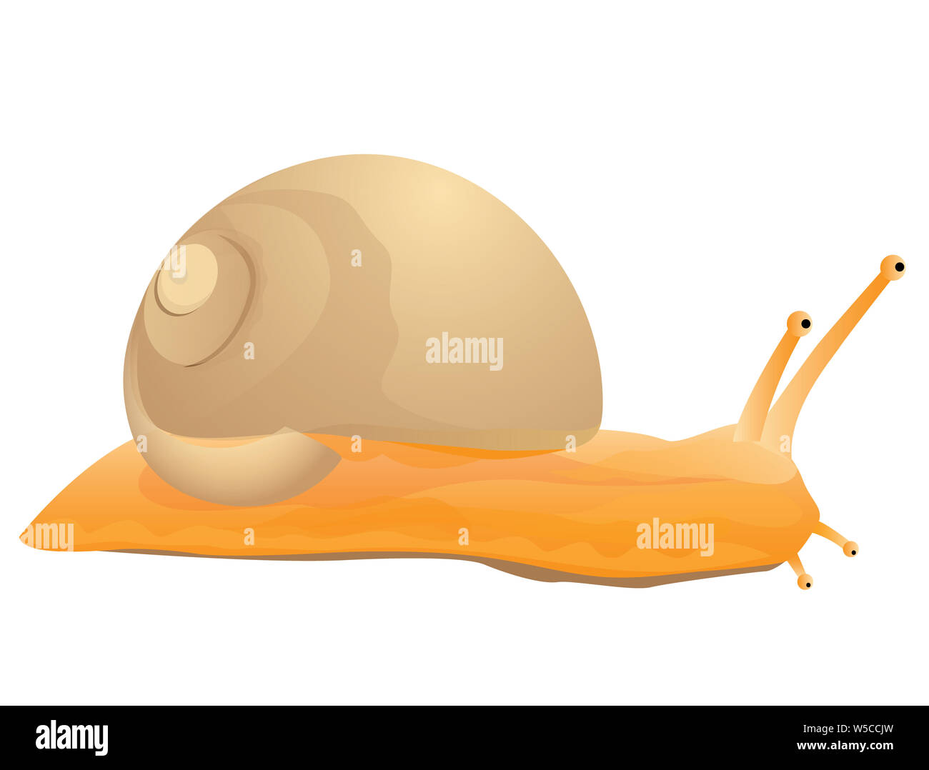 Vecteur d'escargot Banque de photographies et d’images à haute ...