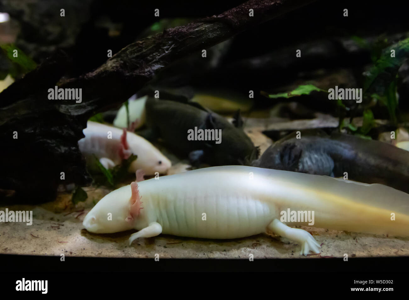 Axolotl albinos Banque de photographies et d’images à haute résolution ...