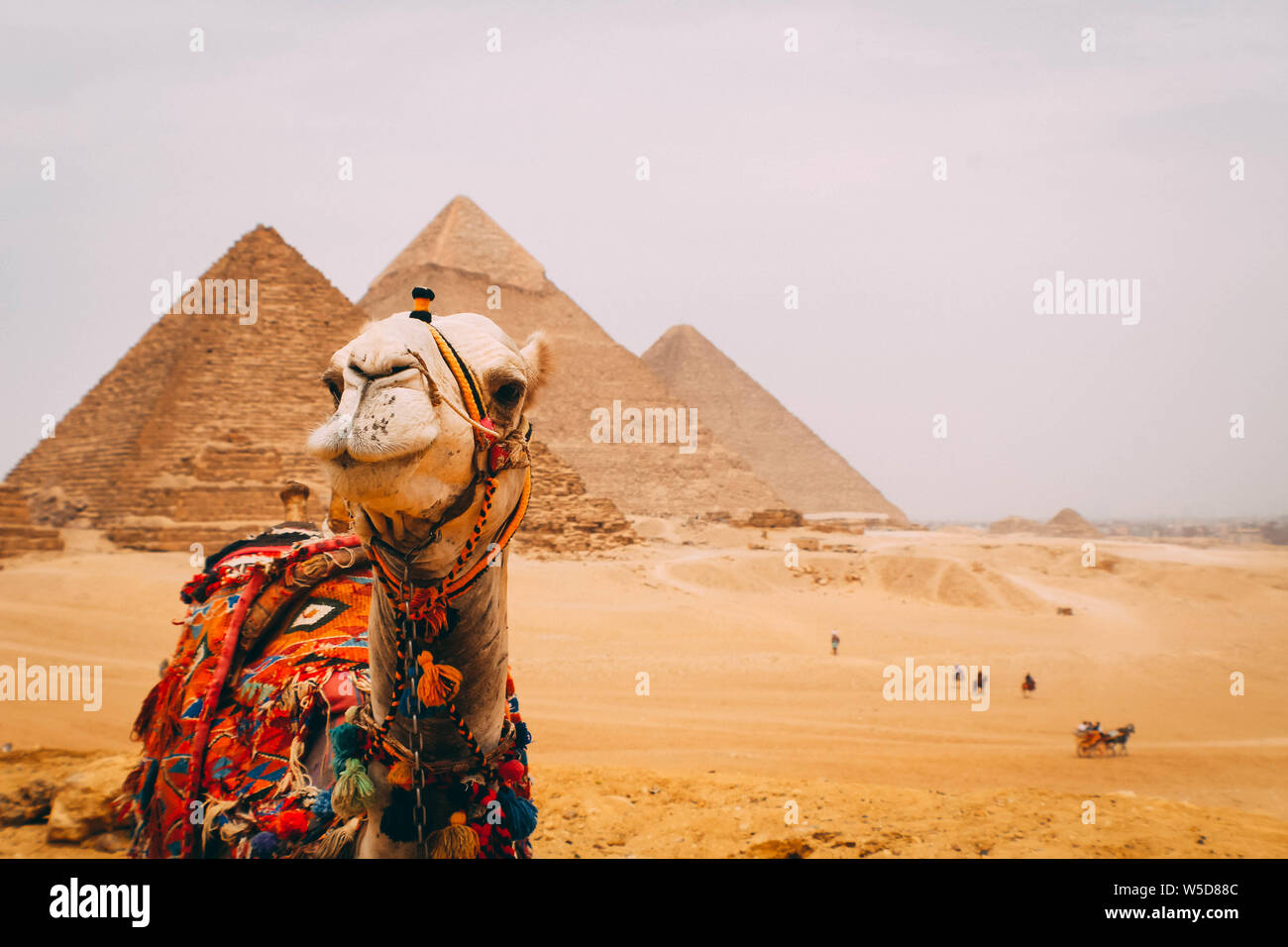 Vue panoramique sur les six grandes pyramides d'Égypte avec un chameau ...