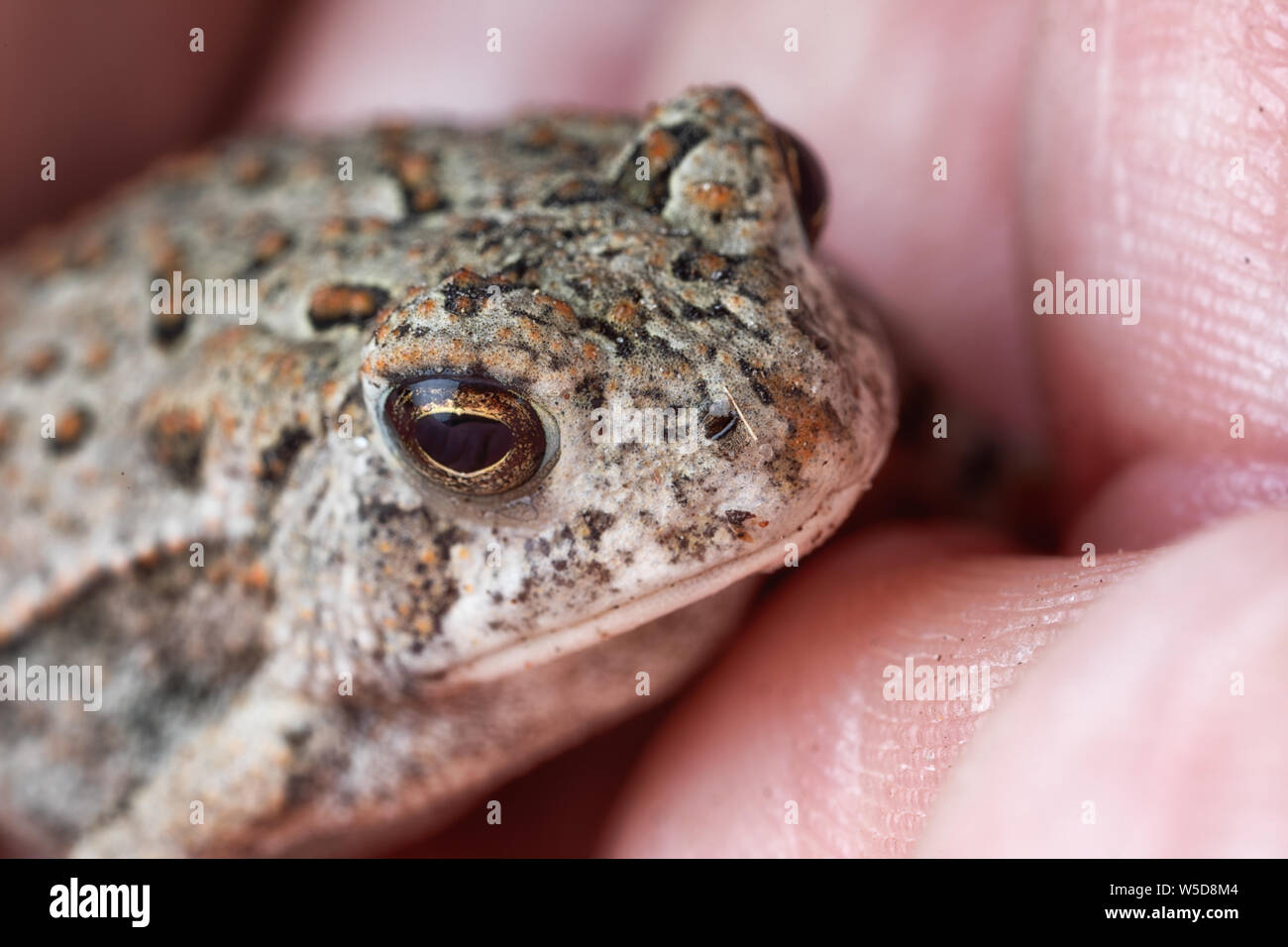 Petit crapaud à la main Banque de photographies et d’images à haute ...