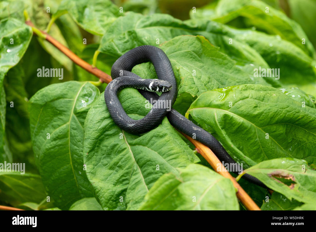 Un serpent noir avec des taches blanches est assis sur une branche avec ...