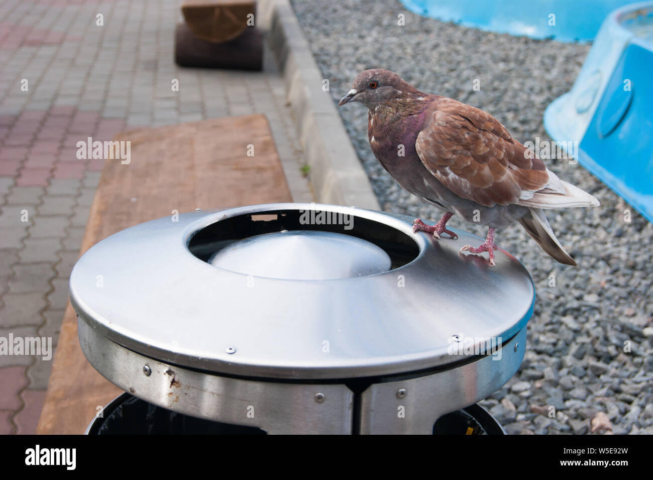 Colombe rouge Banque de photographies et d’images à haute résolution ...