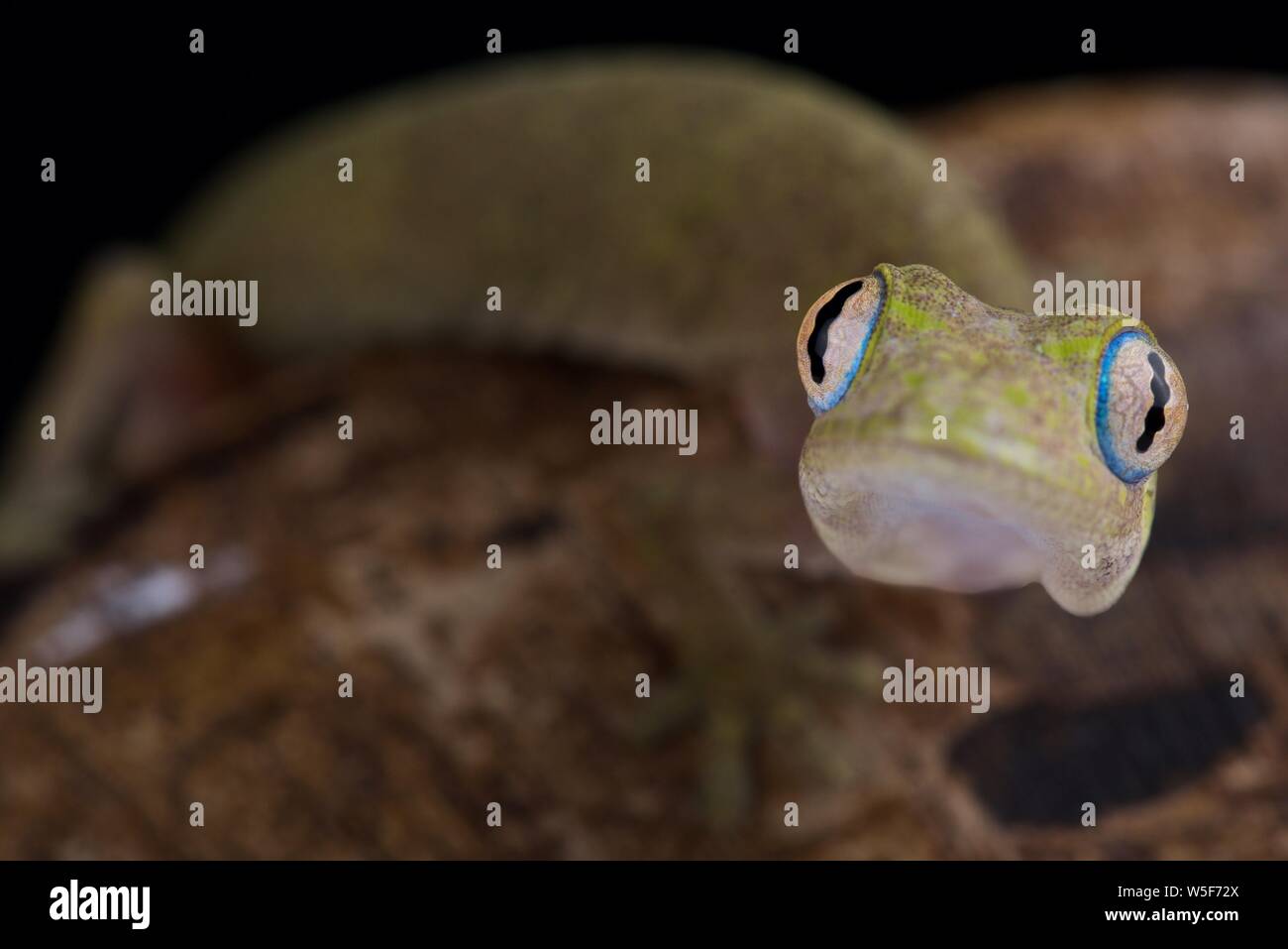 Faune philippine Banque de photographies et d’images à haute résolution ...