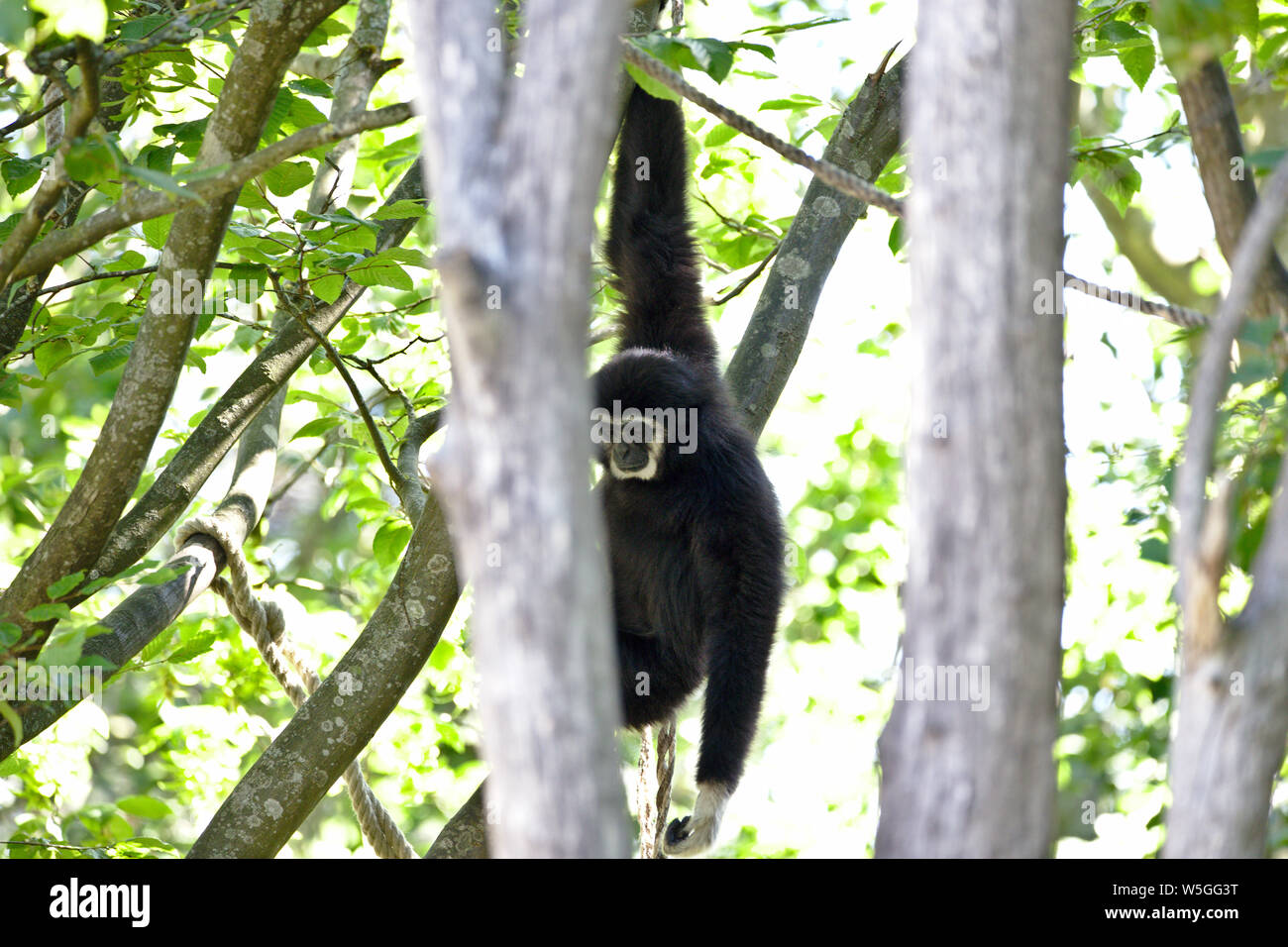 Gibbon jumping Banque de photographies et d’images à haute résolution ...