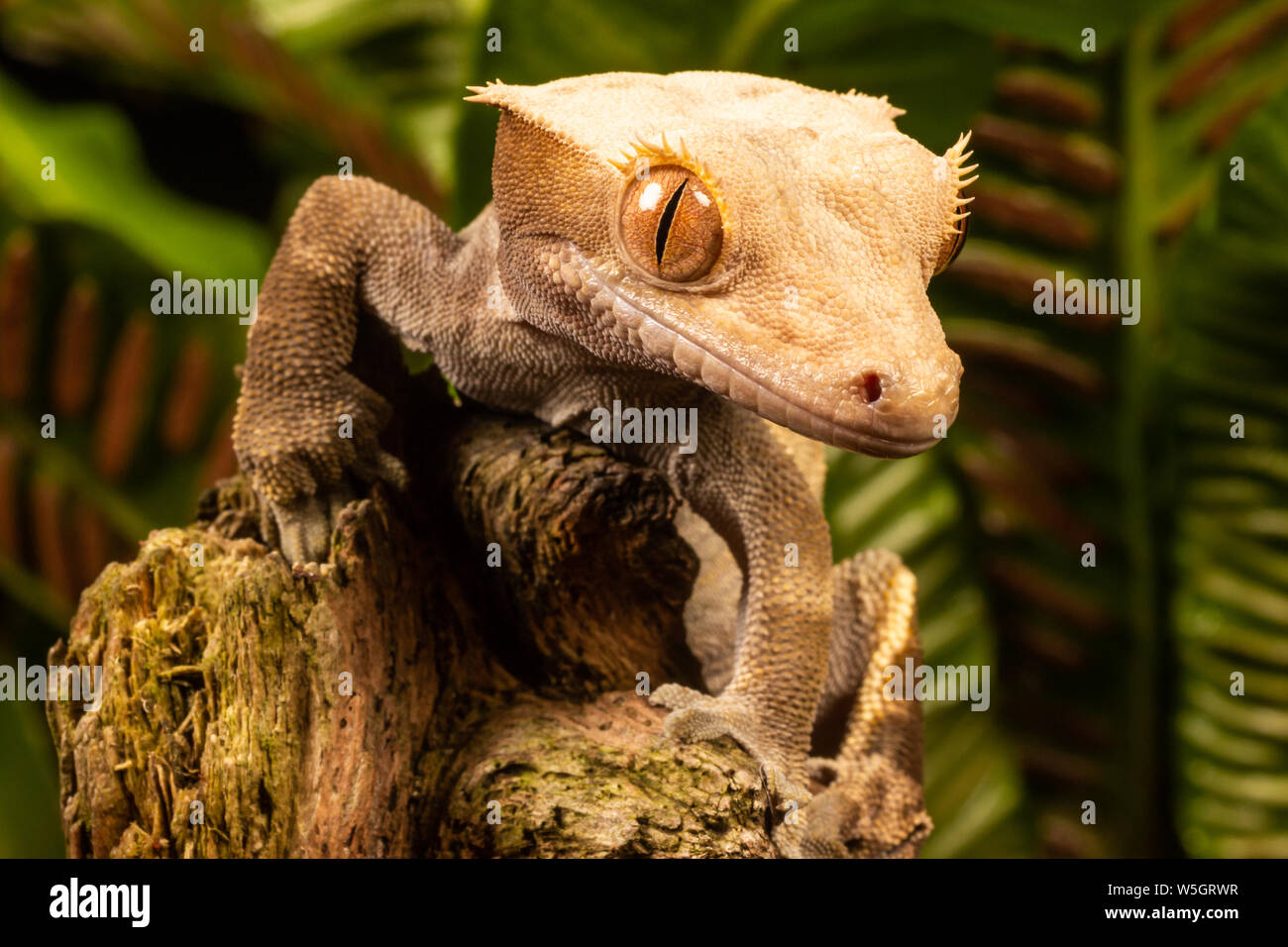Gecko géant de nouvelle calédonie Banque de photographies et d’images à ...