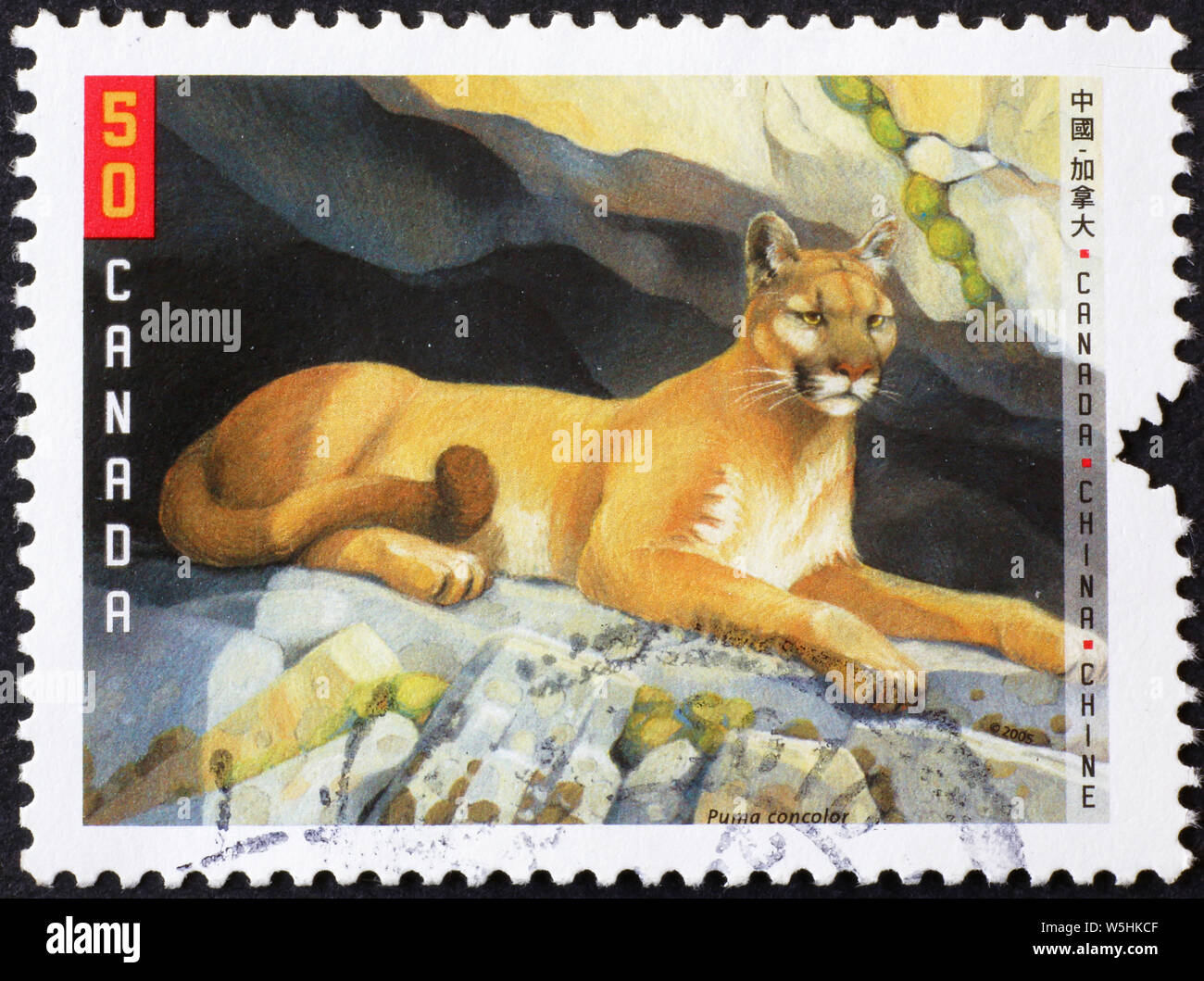 Puma canadien Banque de photographies et d’images à haute résolution ...