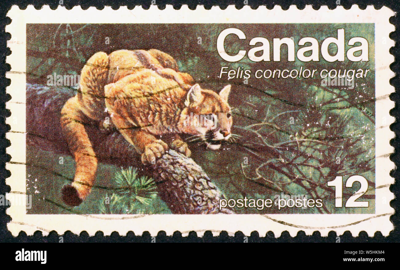 Puma canadien Banque de photographies et d’images à haute résolution ...