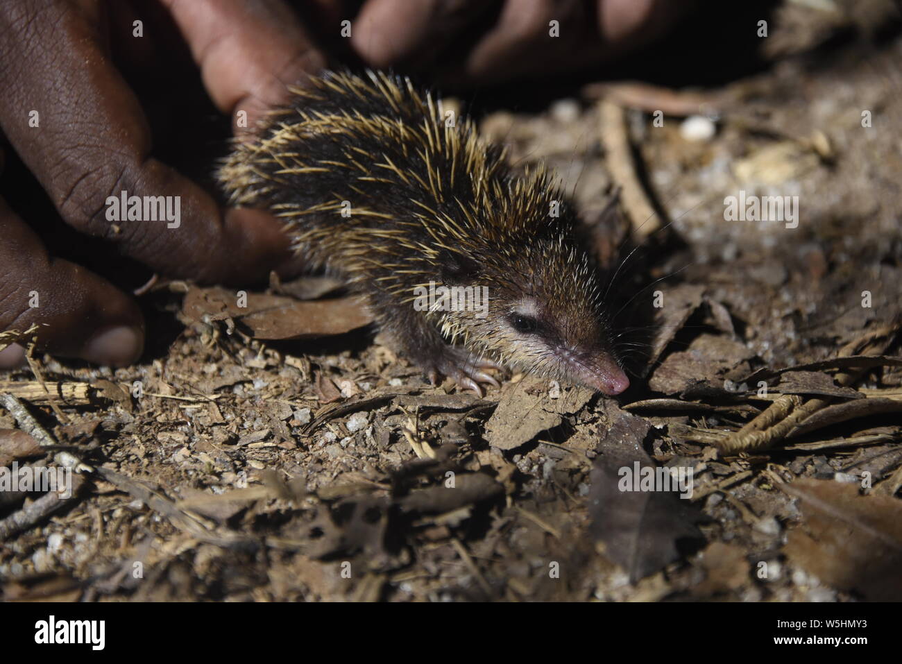 Tenrec madagascar Banque de photographies et d’images à haute ...