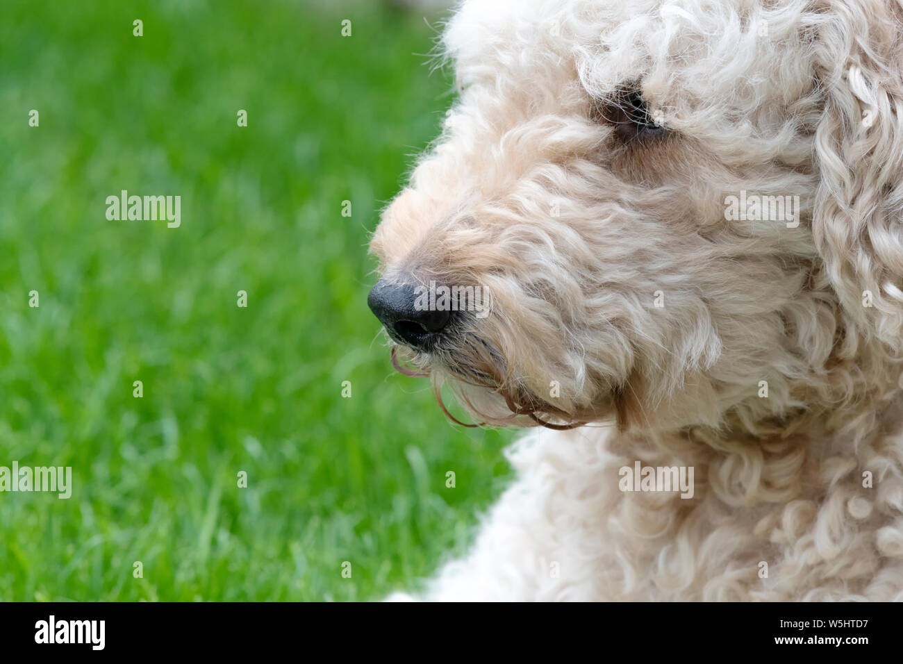 Labradoodles beige Banque de photographies et d’images à haute ...