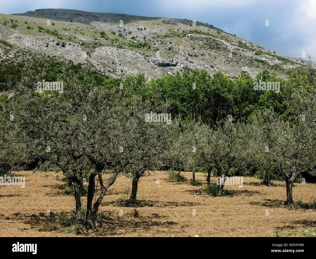 Taranta peligna Banque de photographies et d’images à haute résolution ...