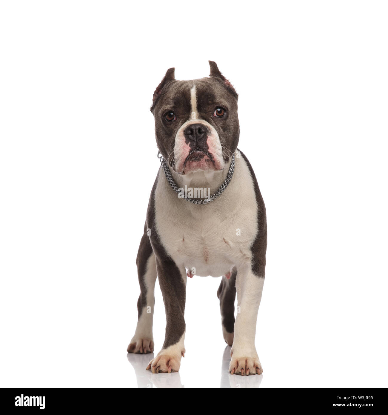 American bully pup standing on Banque de photographies et d’images à ...